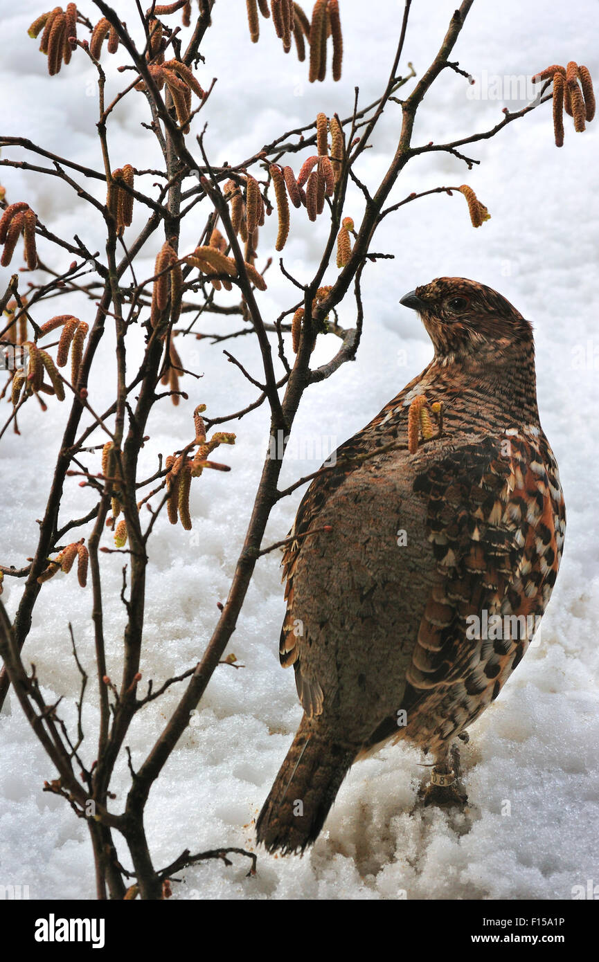Hazel grouse / hazel hen (Tetrastes bonasia / Bonasa bonasia) eating ...