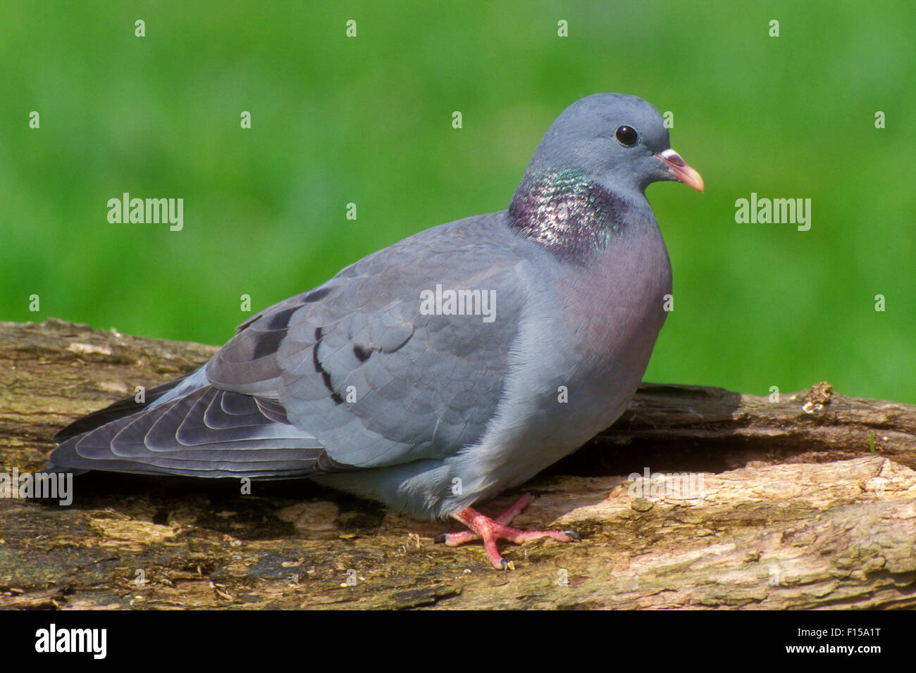 Dove columba oenas hi-res stock photography and images - Alamy