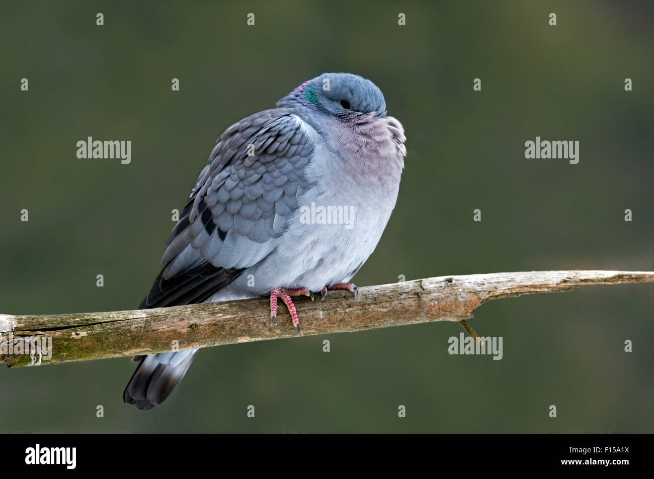 Pigeon fluffed up hi-res stock photography and images - Alamy