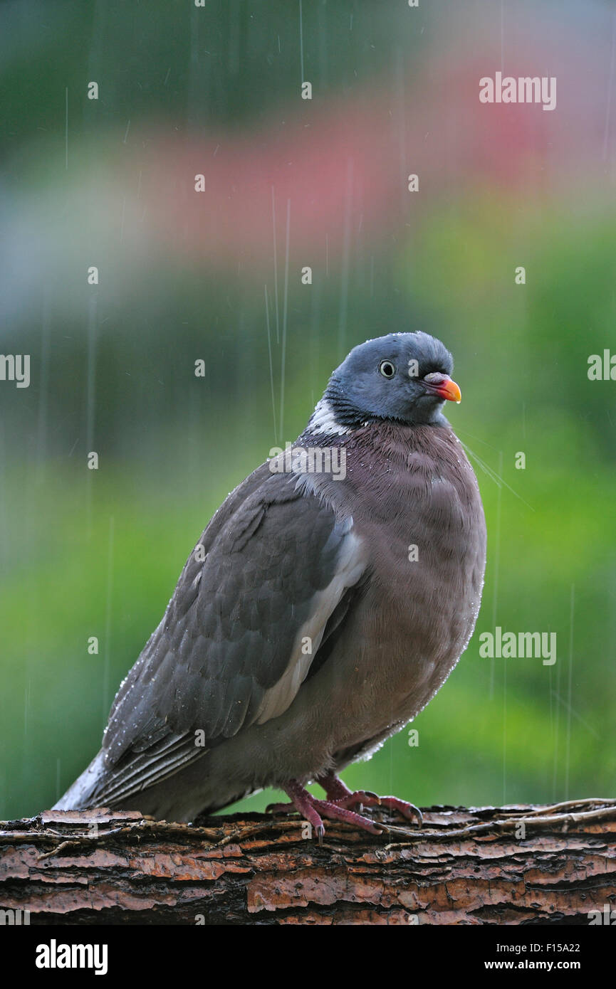Sad bird hi-res stock photography and images - Alamy