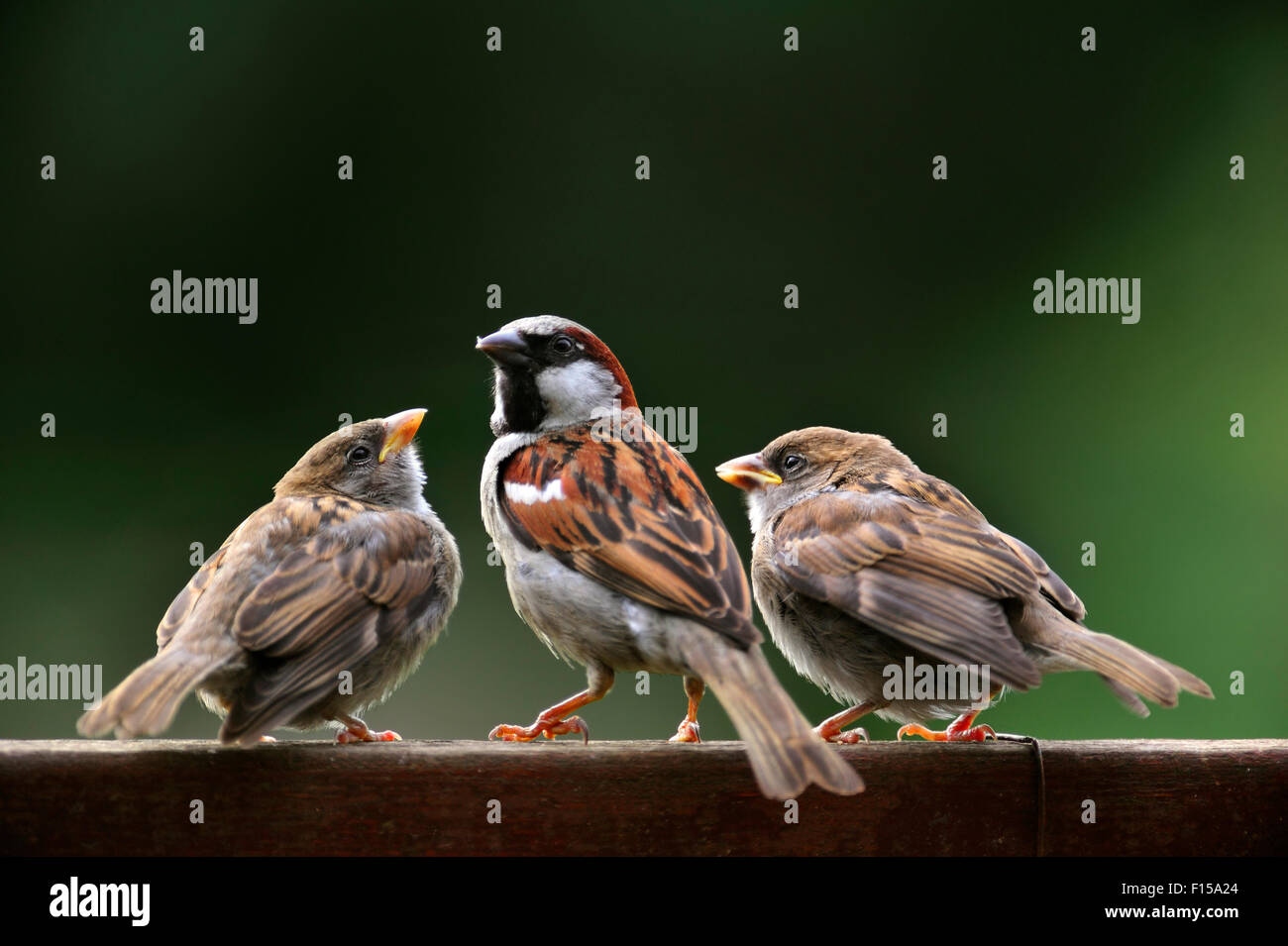 Male Common sparrow / House sparrow (Passer domesticus) with two ...