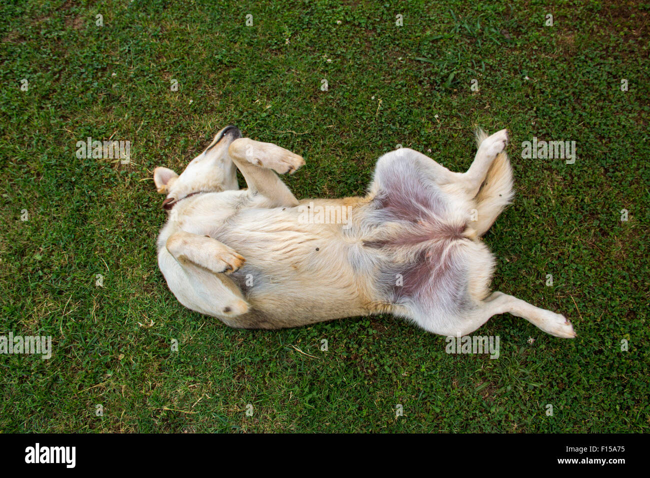 dog rolling on grass Stock Photo - Alamy