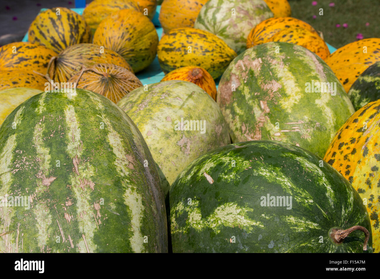 melons in summer Stock Photo - Alamy