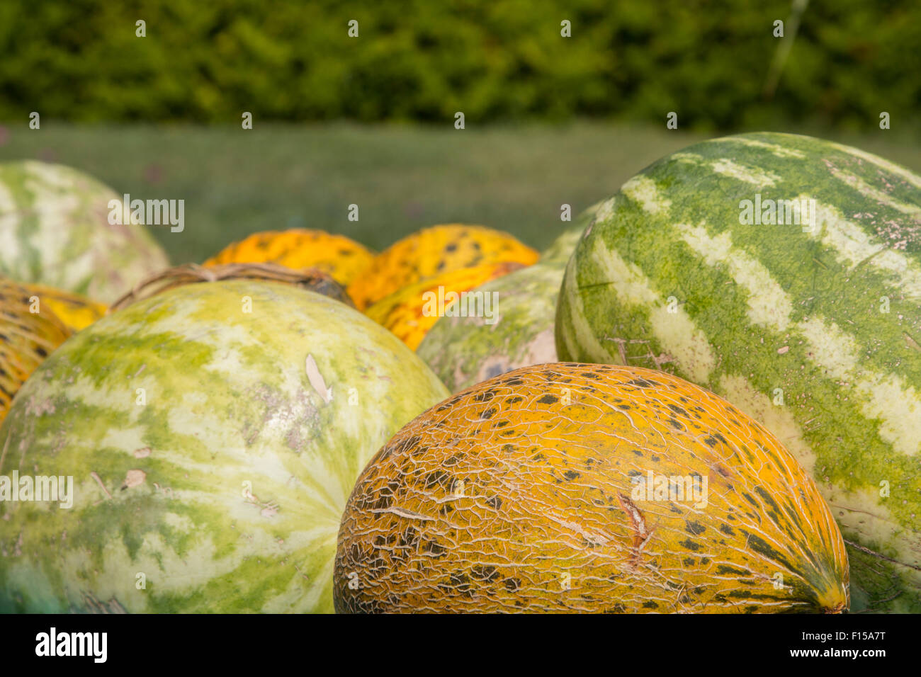 melons in summer Stock Photo - Alamy