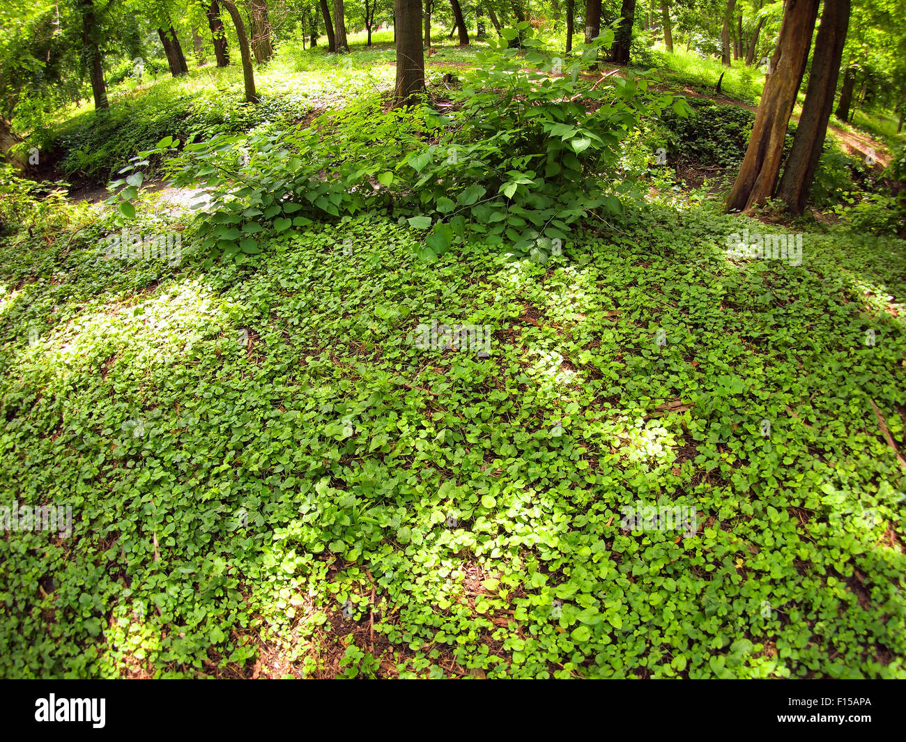 Patches trees hi-res stock photography and images - Alamy