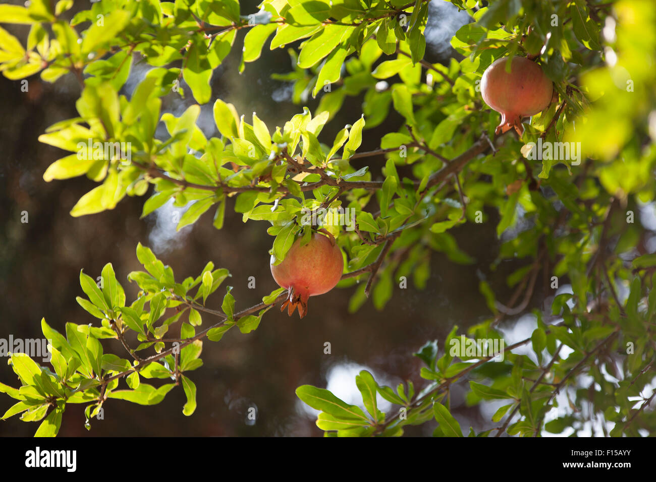 Pomegranate tree garden hi-res stock photography and images - Alamy