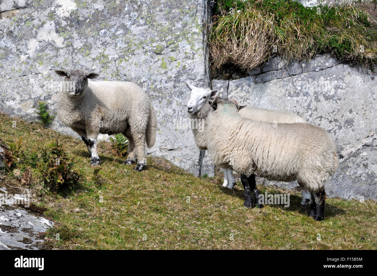 Irish countryside with sheep hi-res stock photography and images - Alamy