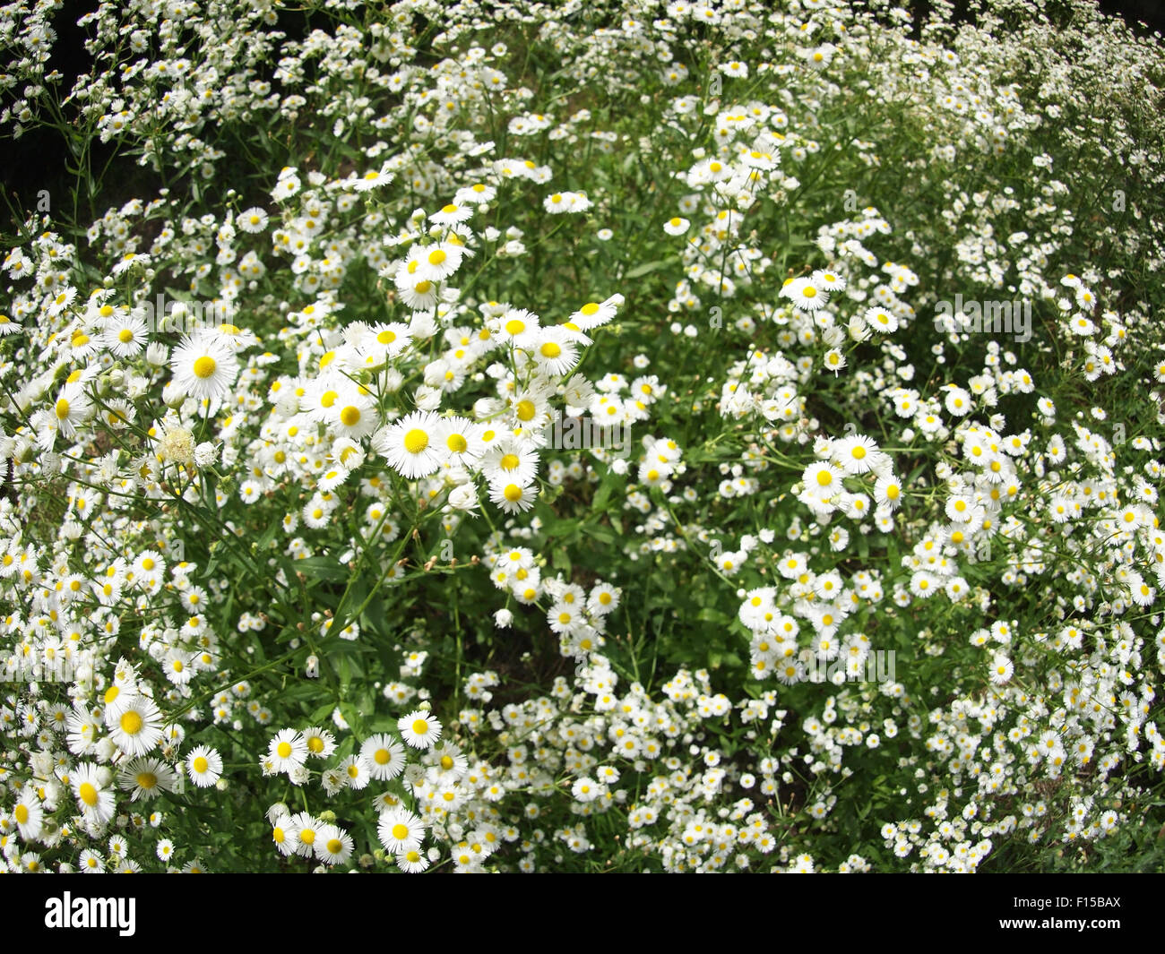 Large field overgrown with small white daisy flowers in green grass ...