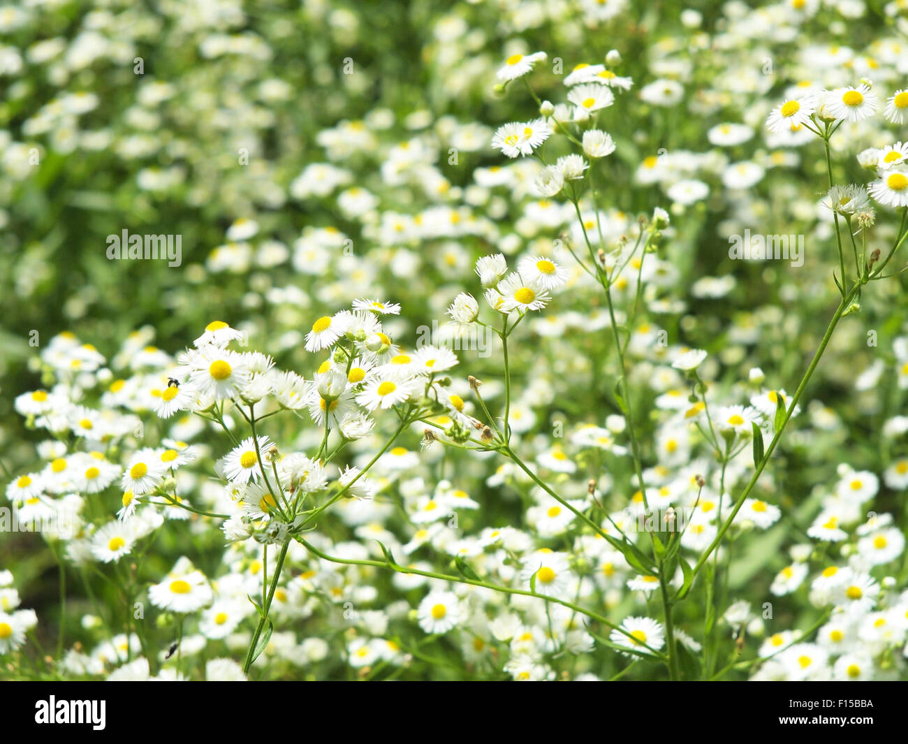 Grass Field Background With Flowers