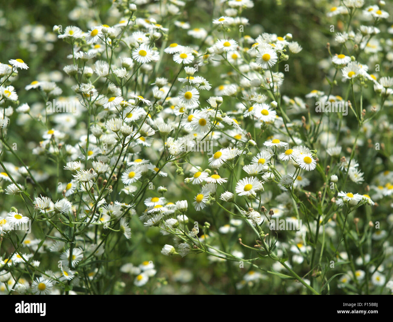 Small field of depth hi-res stock photography and images - Alamy