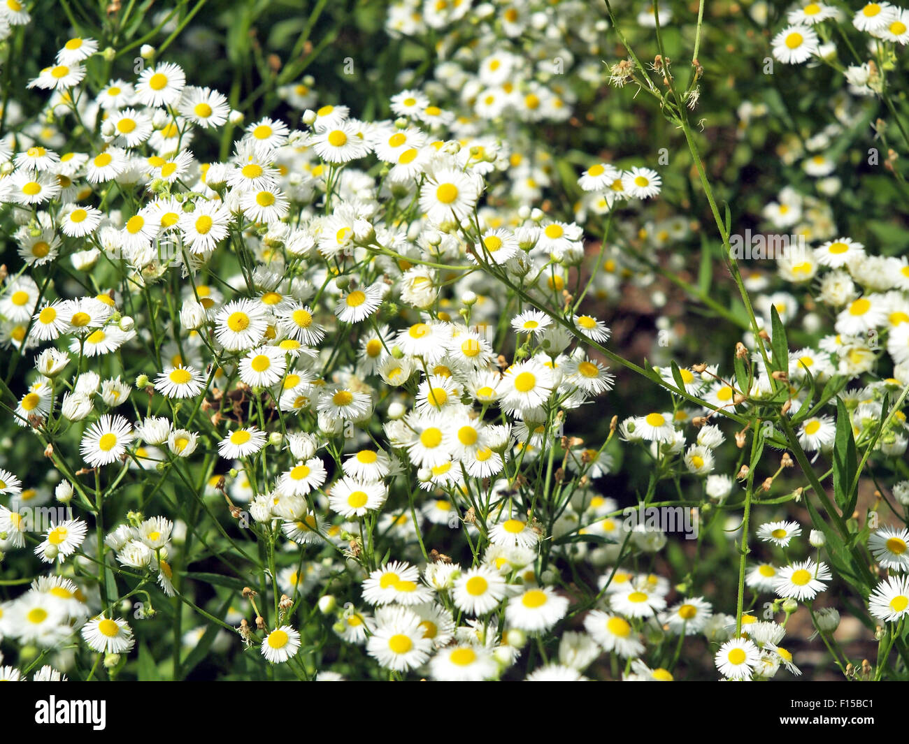 Small white daisy flowers hi-res stock photography and images - Alamy
