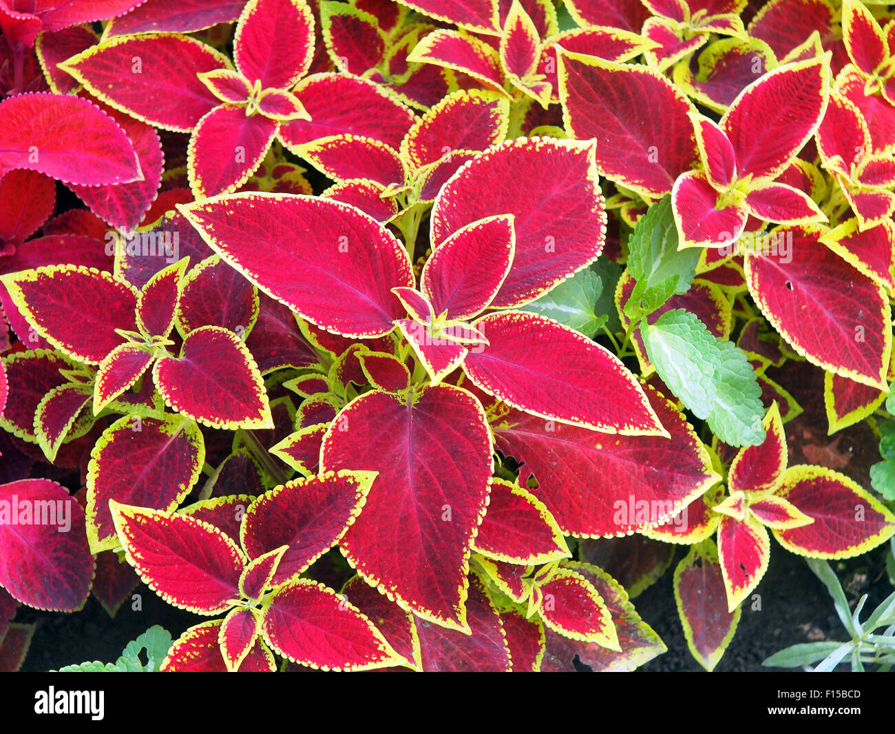 Coleus red plant hi-res stock photography and images - Alamy