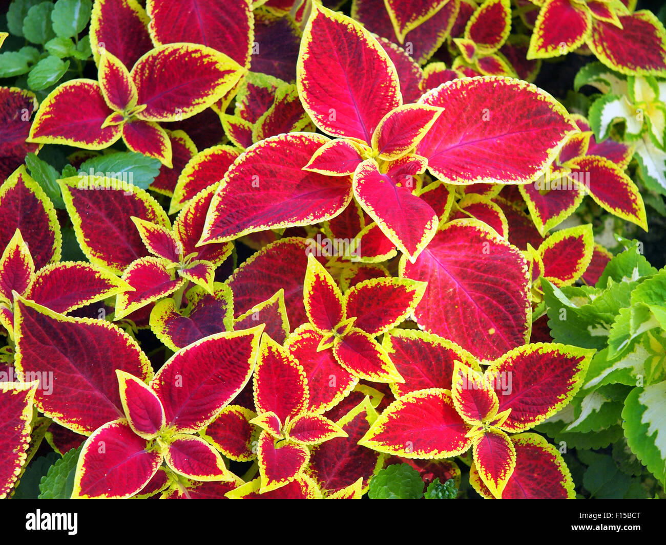Coleus red plant hi-res stock photography and images - Alamy