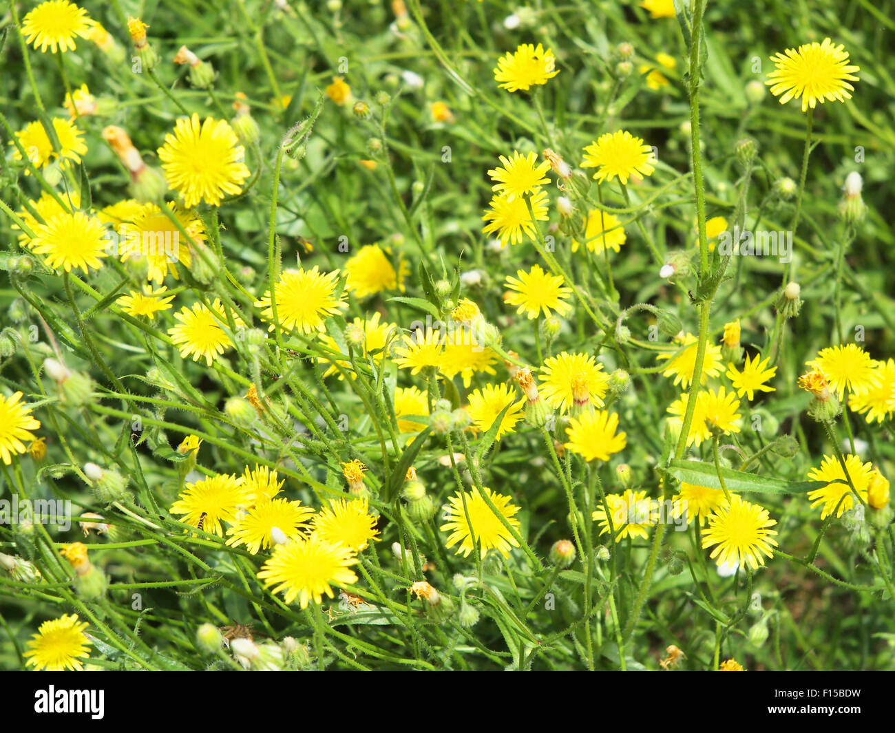 The meadow thickets hi-res stock photography and images - Alamy