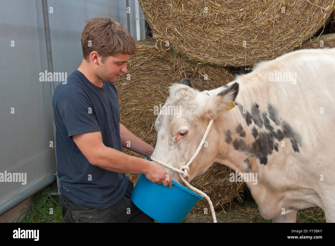 Trebel, Germany, a dairy cow in front of hay bales Stock Photo - Alamy