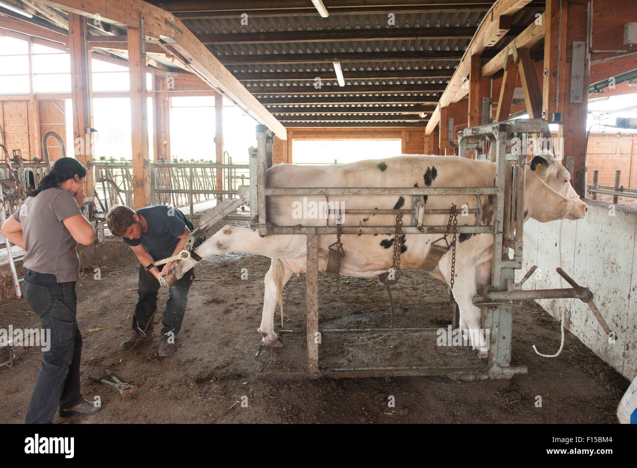 Claws stand cow hi-res stock photography and images - Alamy