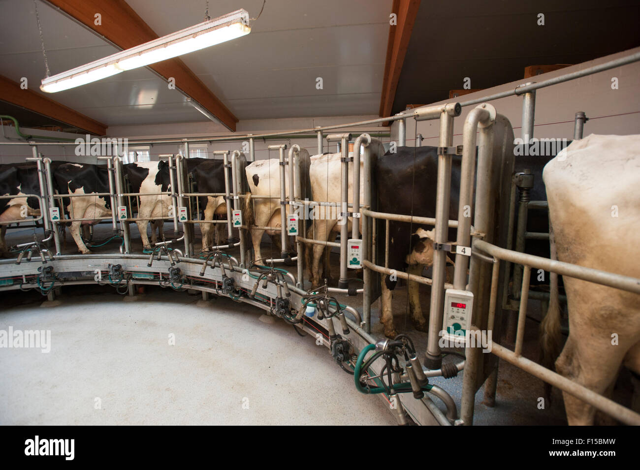 Trebel, Germany, dairy cows on the farm the Hintze family in rotary ...