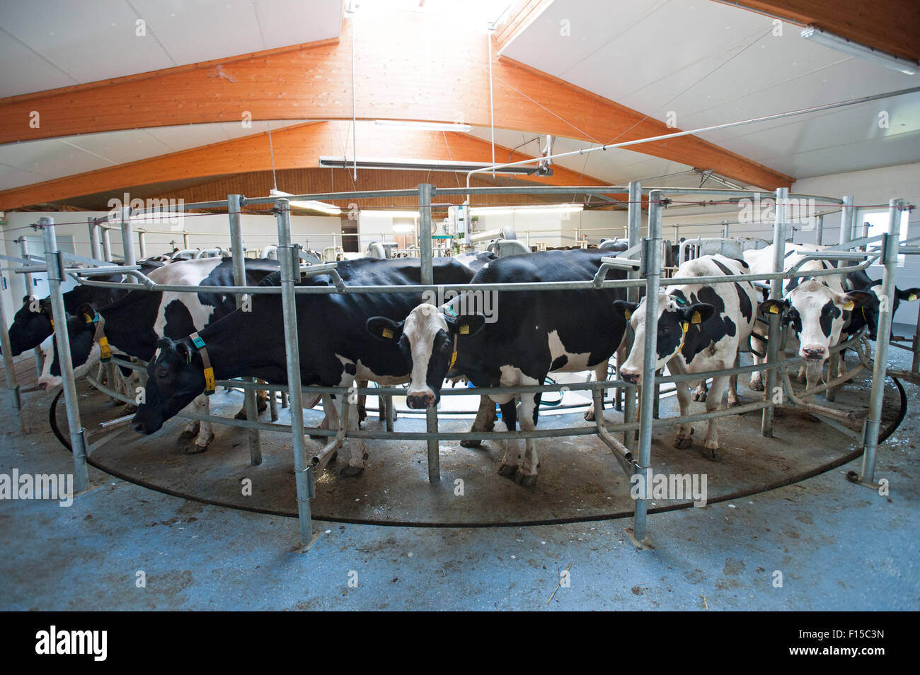 Trebel, Germany, dairy cows on the farm the Hintze family in rotary ...