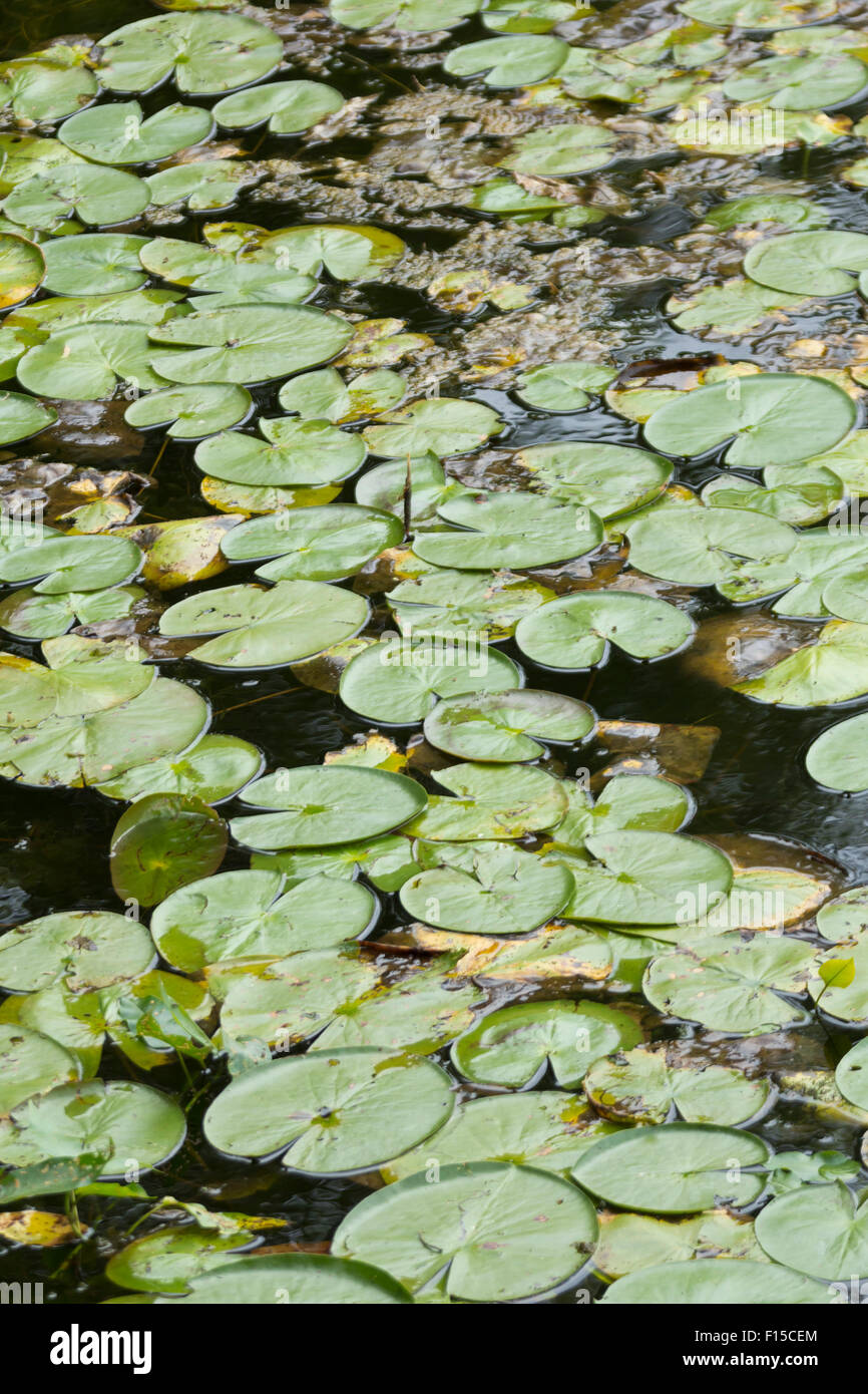 Natural lily pads with flower on summer lake Stock Photo - Alamy