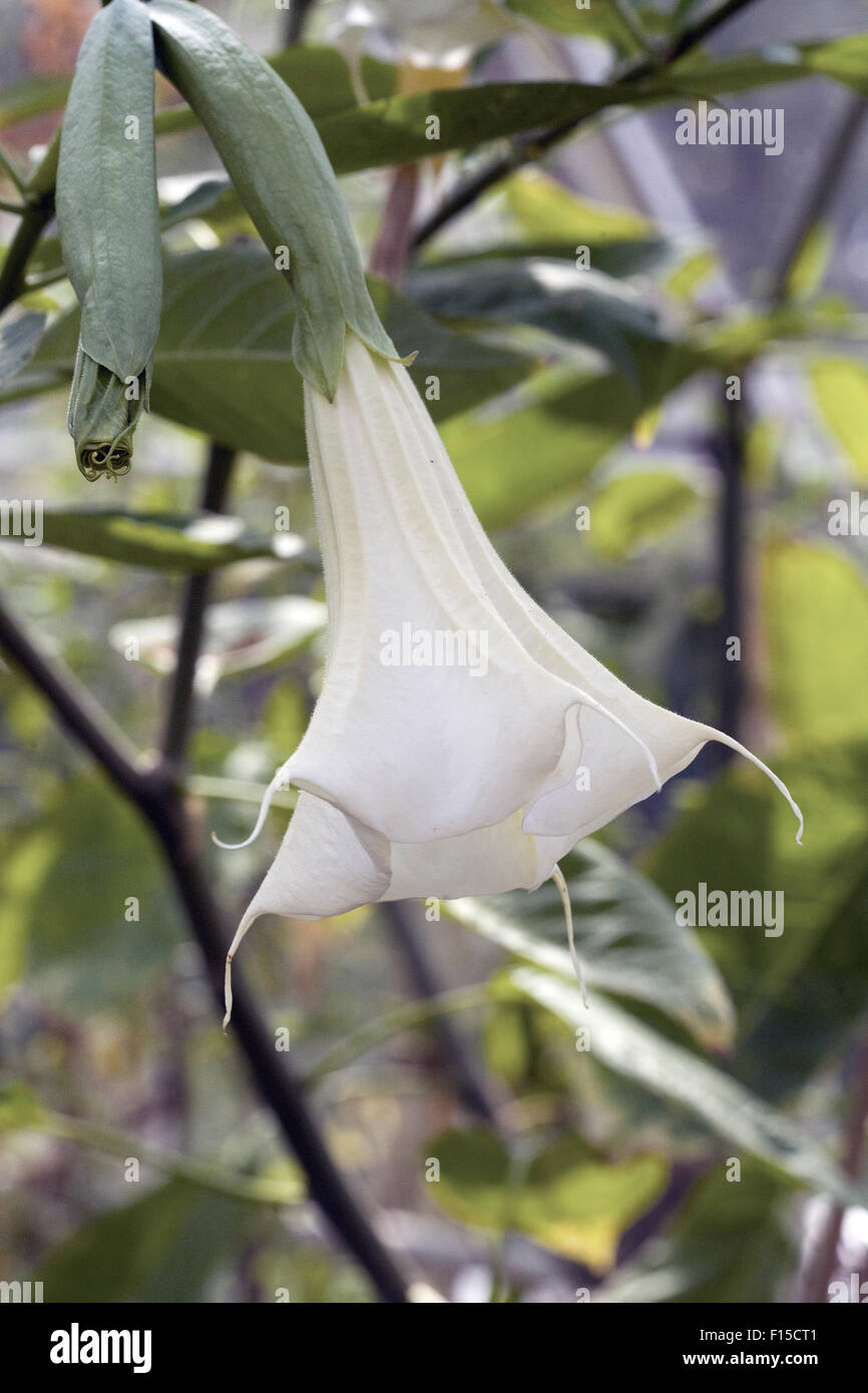 Angels Trumpet Flower Stock Photo - Alamy