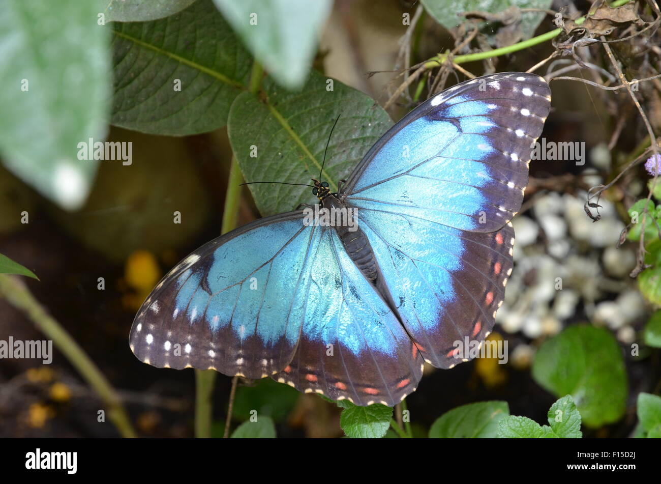 Blue Morpho, Morpho peleides Stock Photo - Alamy