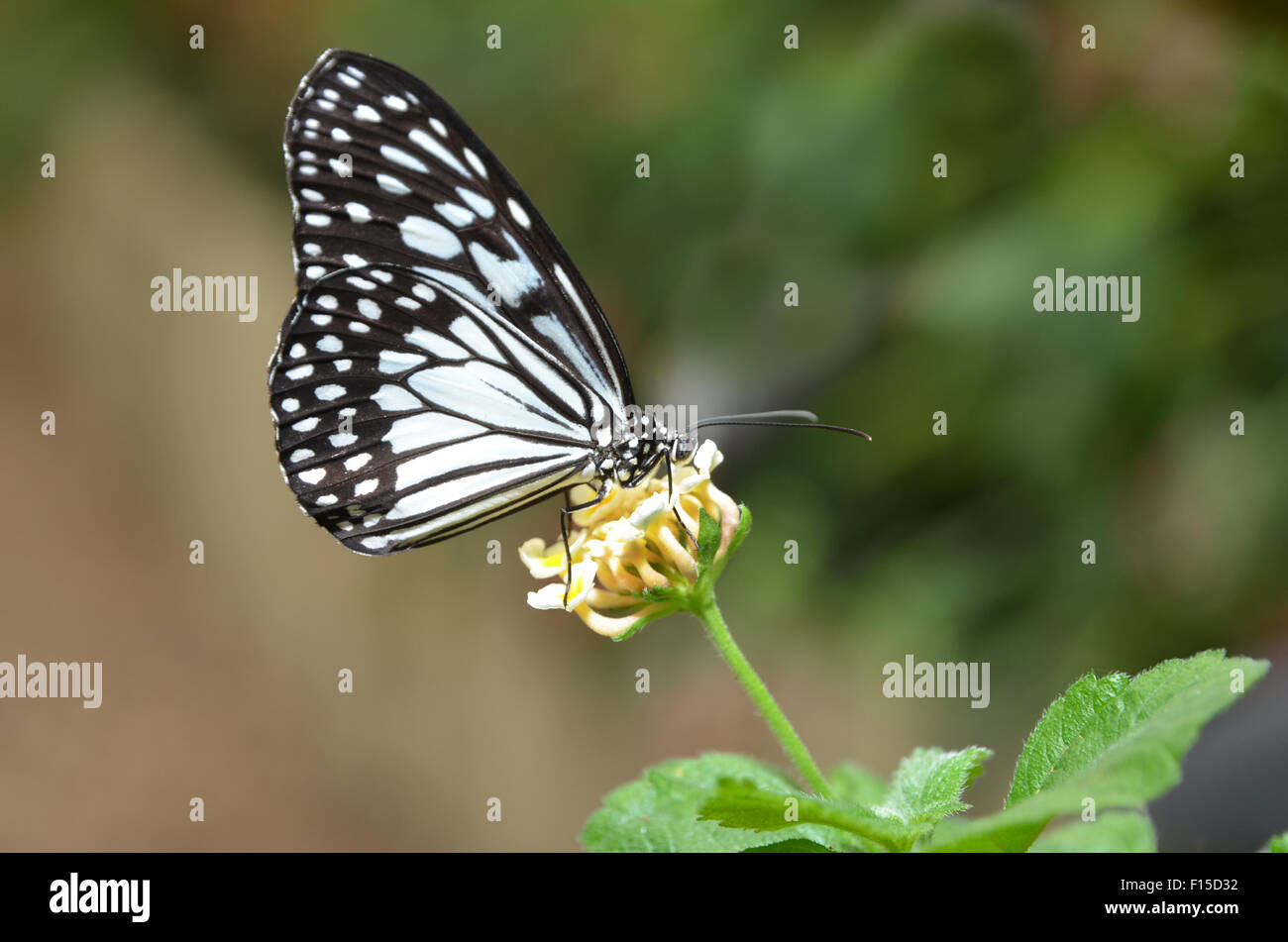 Idea leuconoe, Tree Nymph butterfly, Rice Paper butterfly Stock Photo ...
