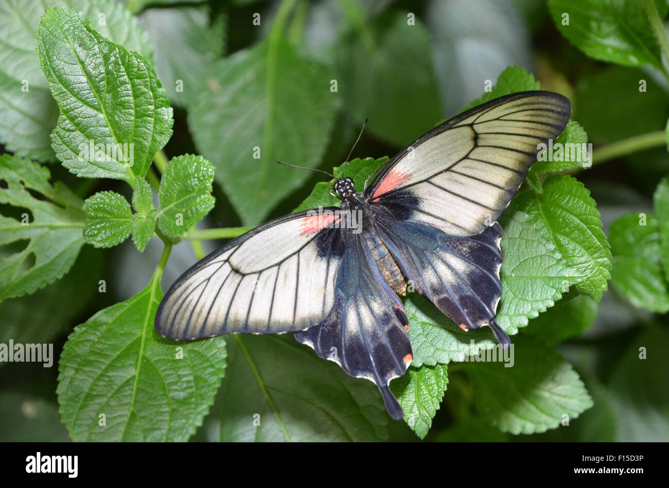 Great Mormon Butterfly, Papilio memnon Stock Photo - Alamy