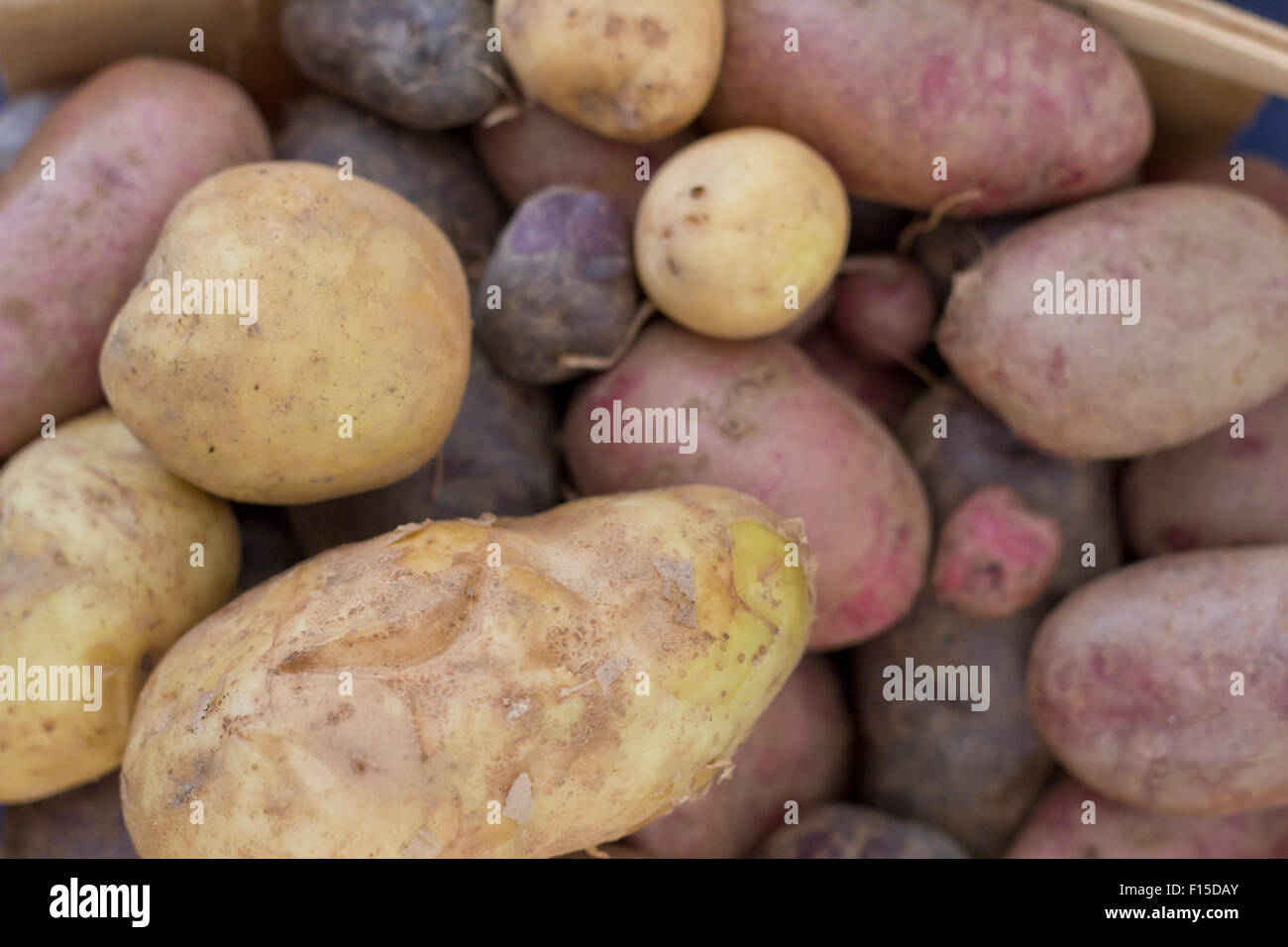 Variety of shapes sizes and colors of organic farmers market potatoes ...