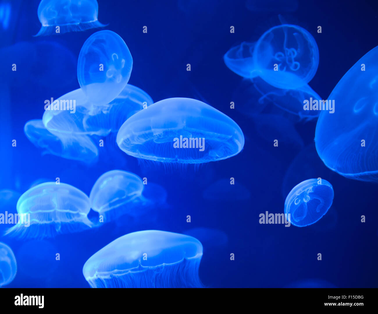 Phosphorescence and sea hi-res stock photography and images - Alamy
