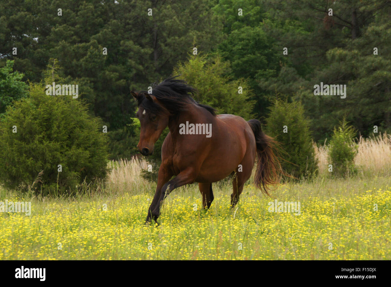 Arabian horse running hi-res stock photography and images - Alamy