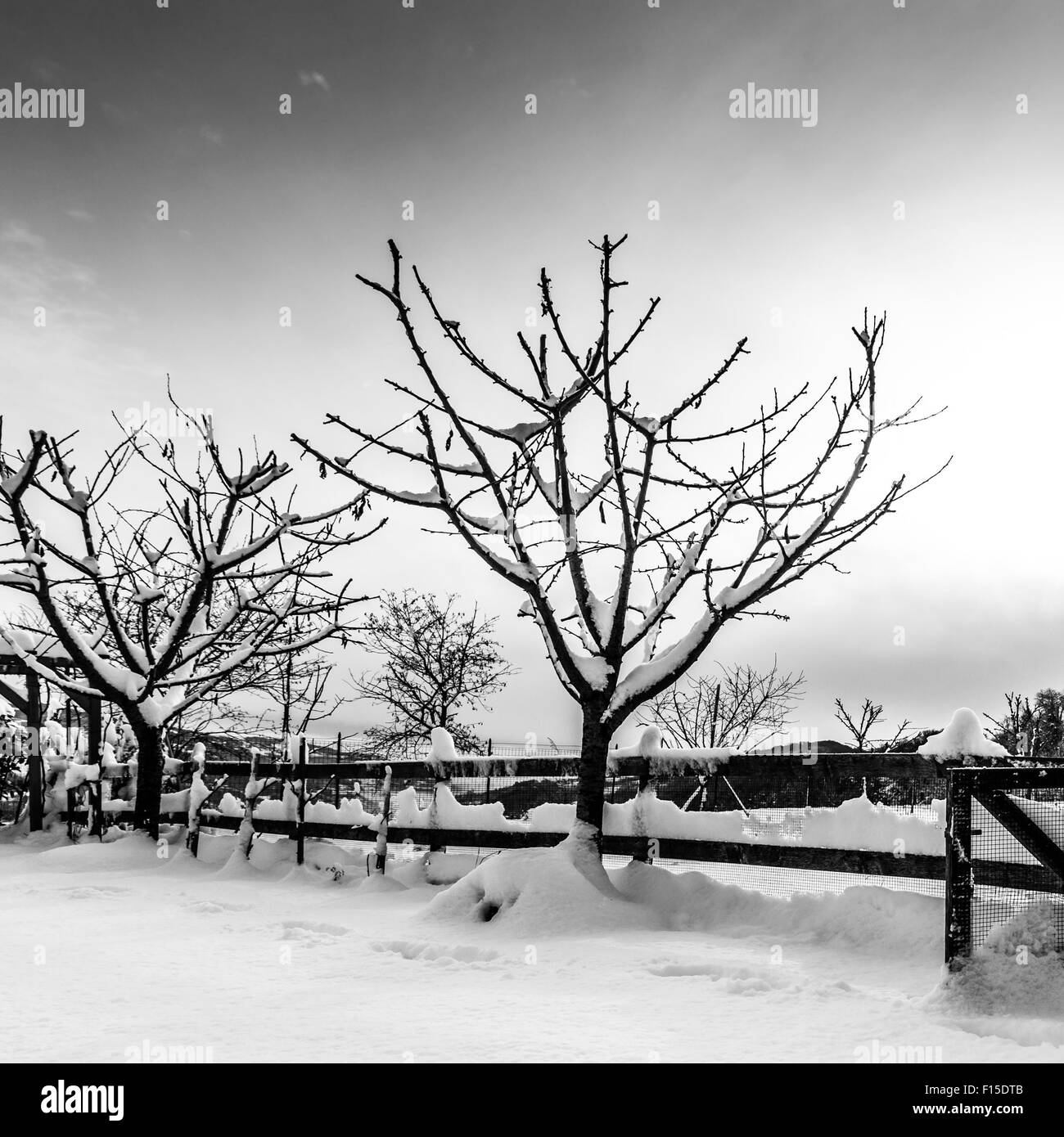 Land covered with trees hi-res stock photography and images - Alamy