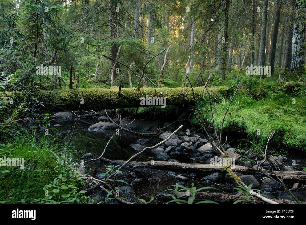 Wooden log across the river hi-res stock photography and images - Alamy