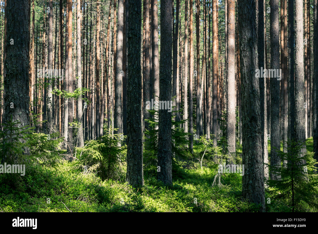 pine trees everywhere Stock Photo - Alamy