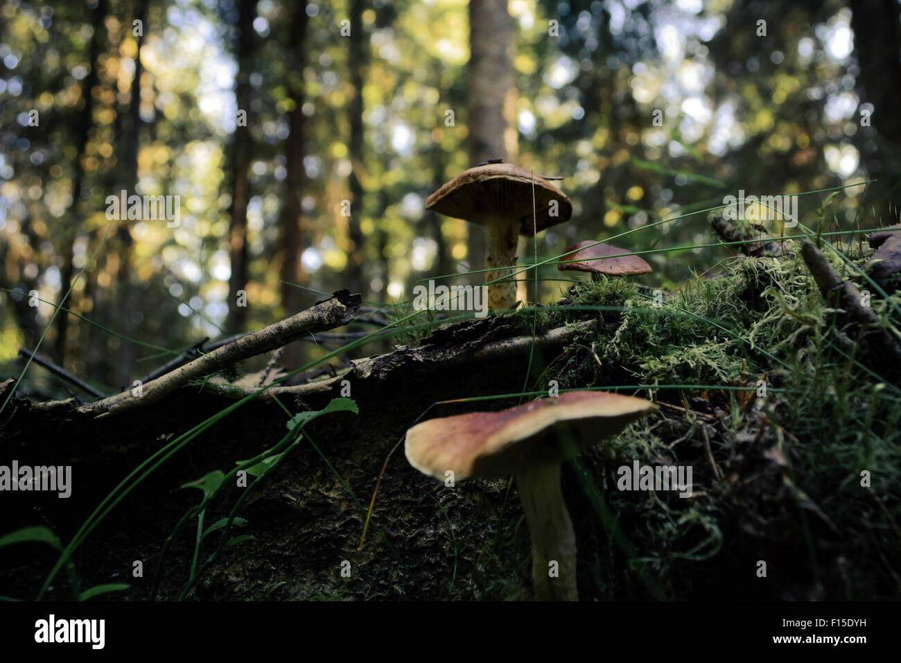mushrooms in forest Stock Photo - Alamy