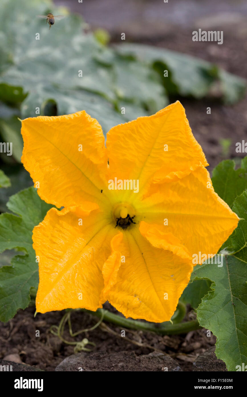 flower of a summer squash Stock Photo - Alamy