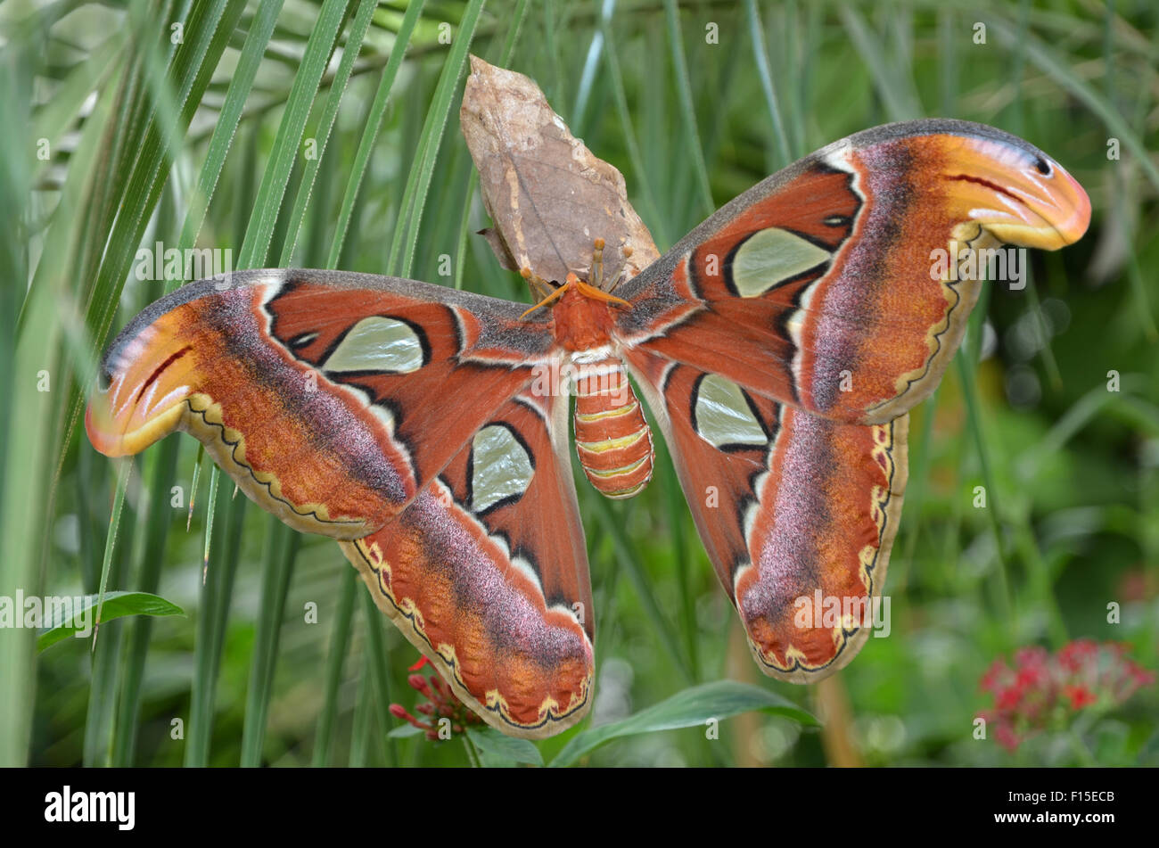 Attacus atlas moth in hi-res stock photography and images - Alamy