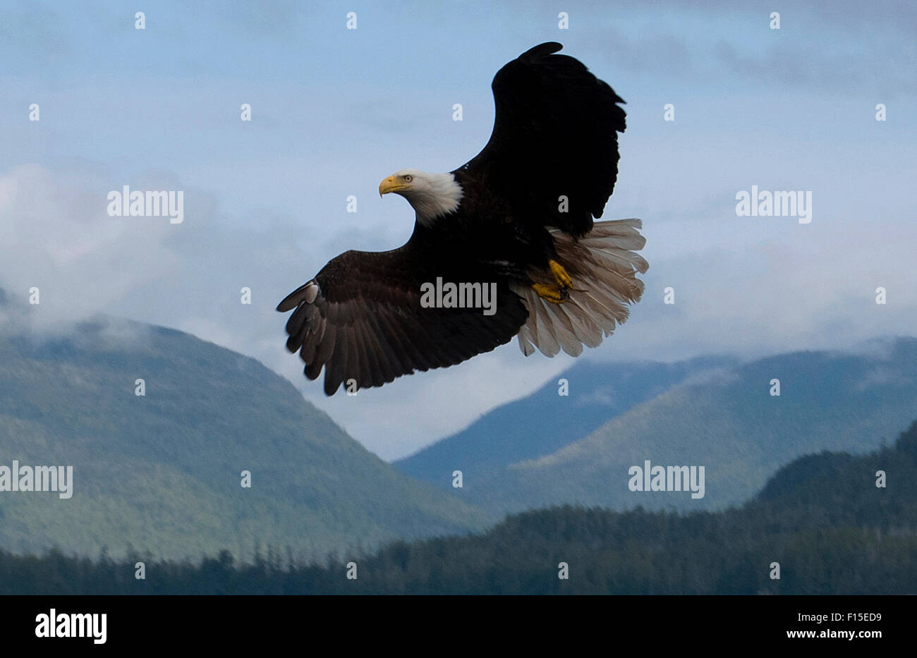 Bald eagle alaska hi-res stock photography and images - Alamy