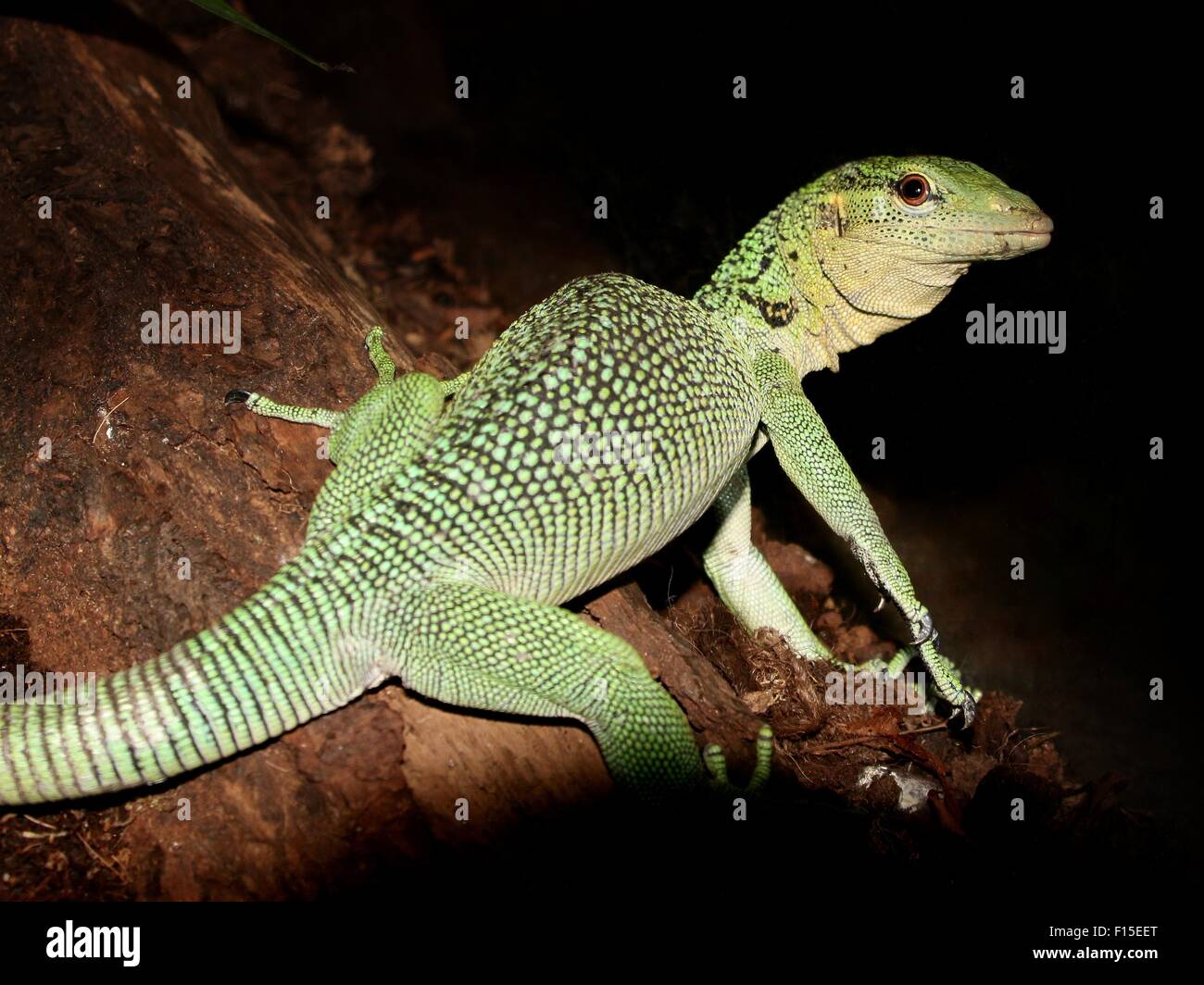 Emerald tree monitor (Varanus prasinus), native to New Guinea Stock ...