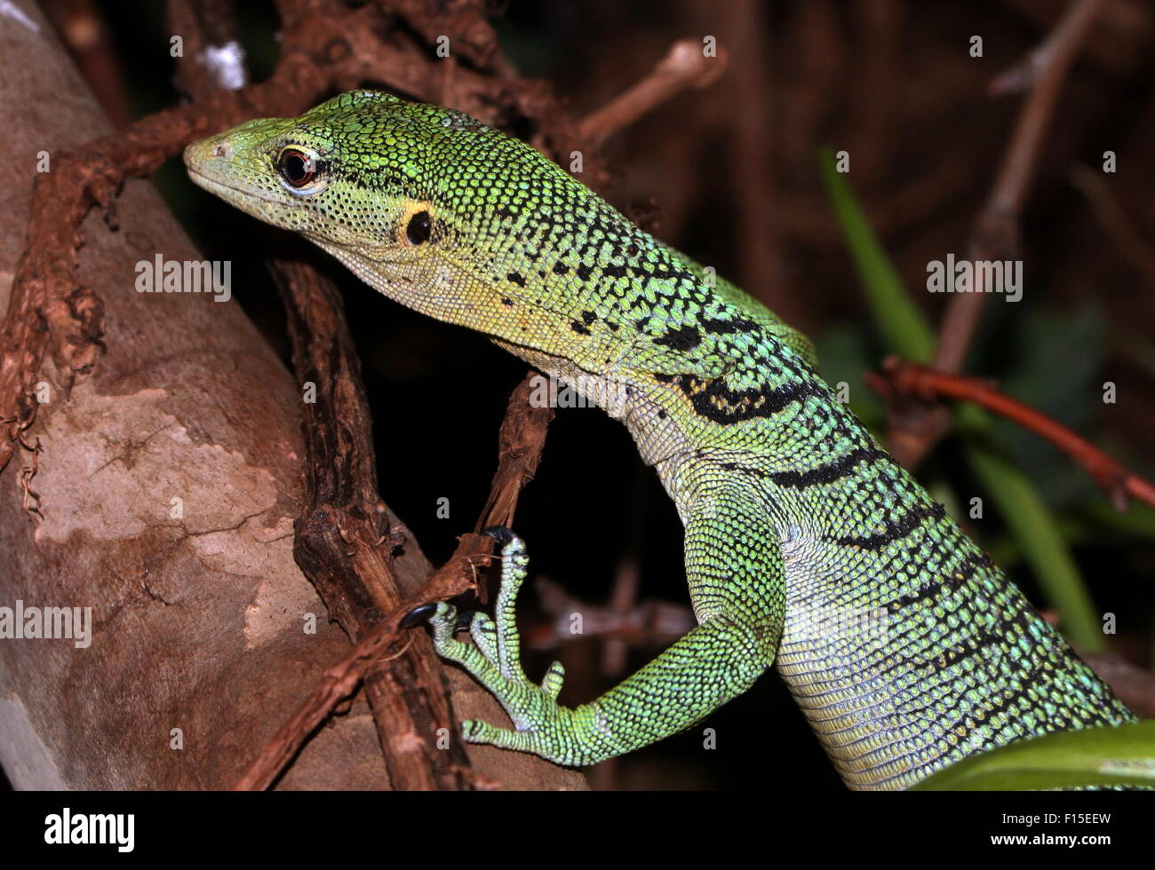 Emerald tree monitor (Varanus prasinus), native to New Guinea Stock ...