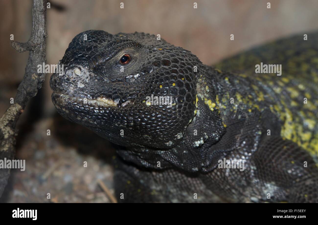 Spiny tailed agama lizard hi-res stock photography and images - Alamy