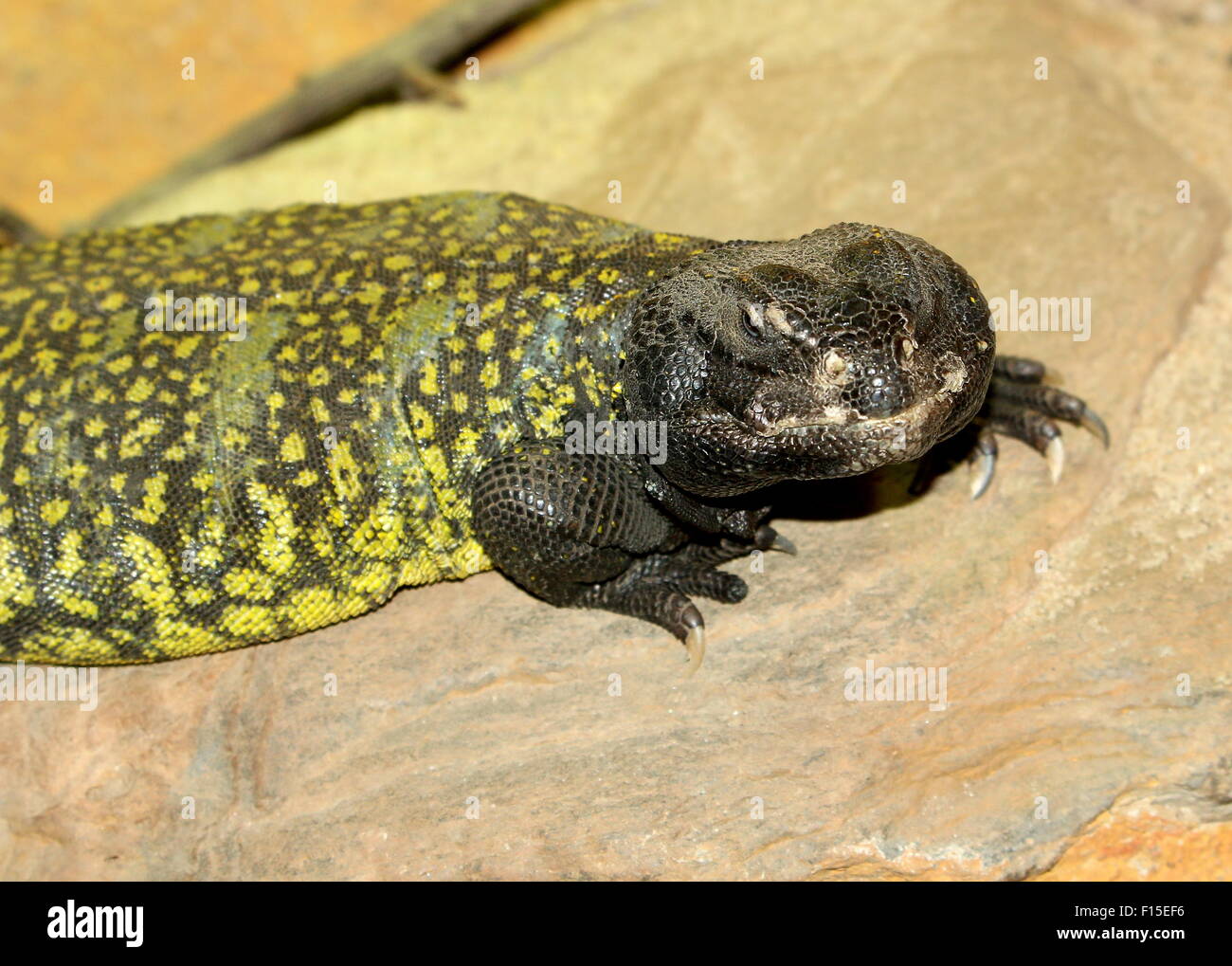 African spiny tailed agamid hi-res stock photography and images - Alamy