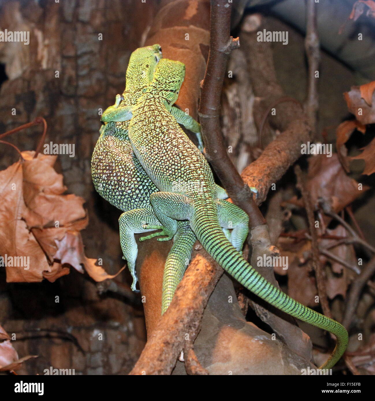 Emerald tree monitor (Varanus prasinus), native to New Guinea Stock ...