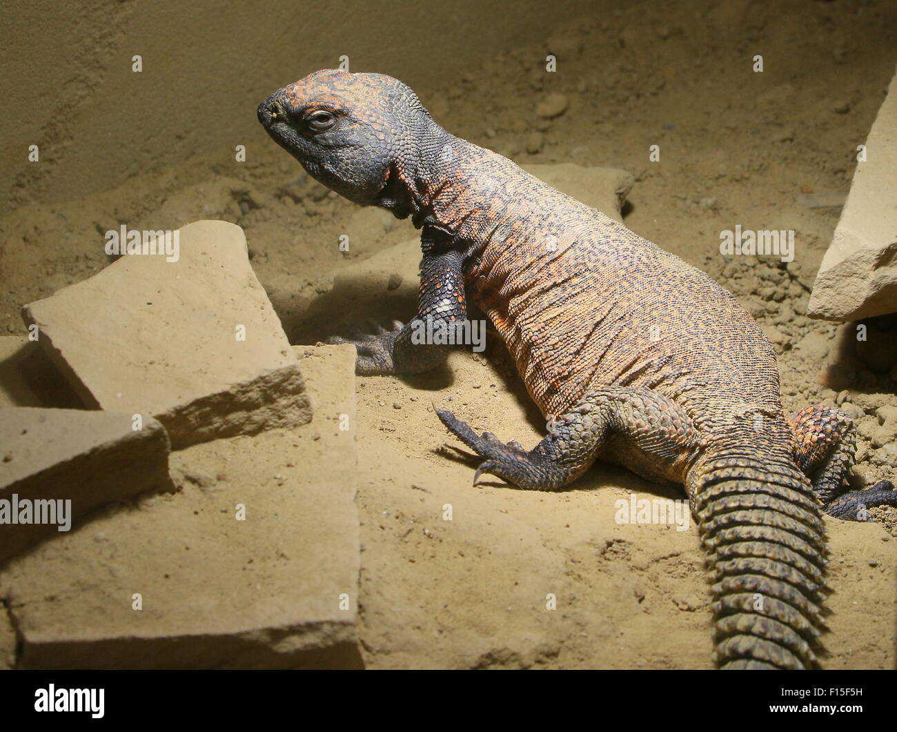 North African Spiny Dabb lizard (Uromastyx acanthinura) aka North ...