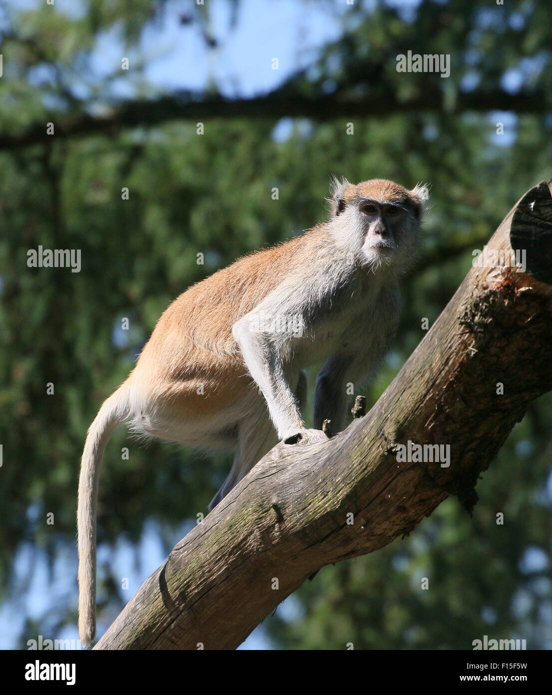 African Patas monkey (Erythrocebus patas) climbing a tree, a.k.a ...