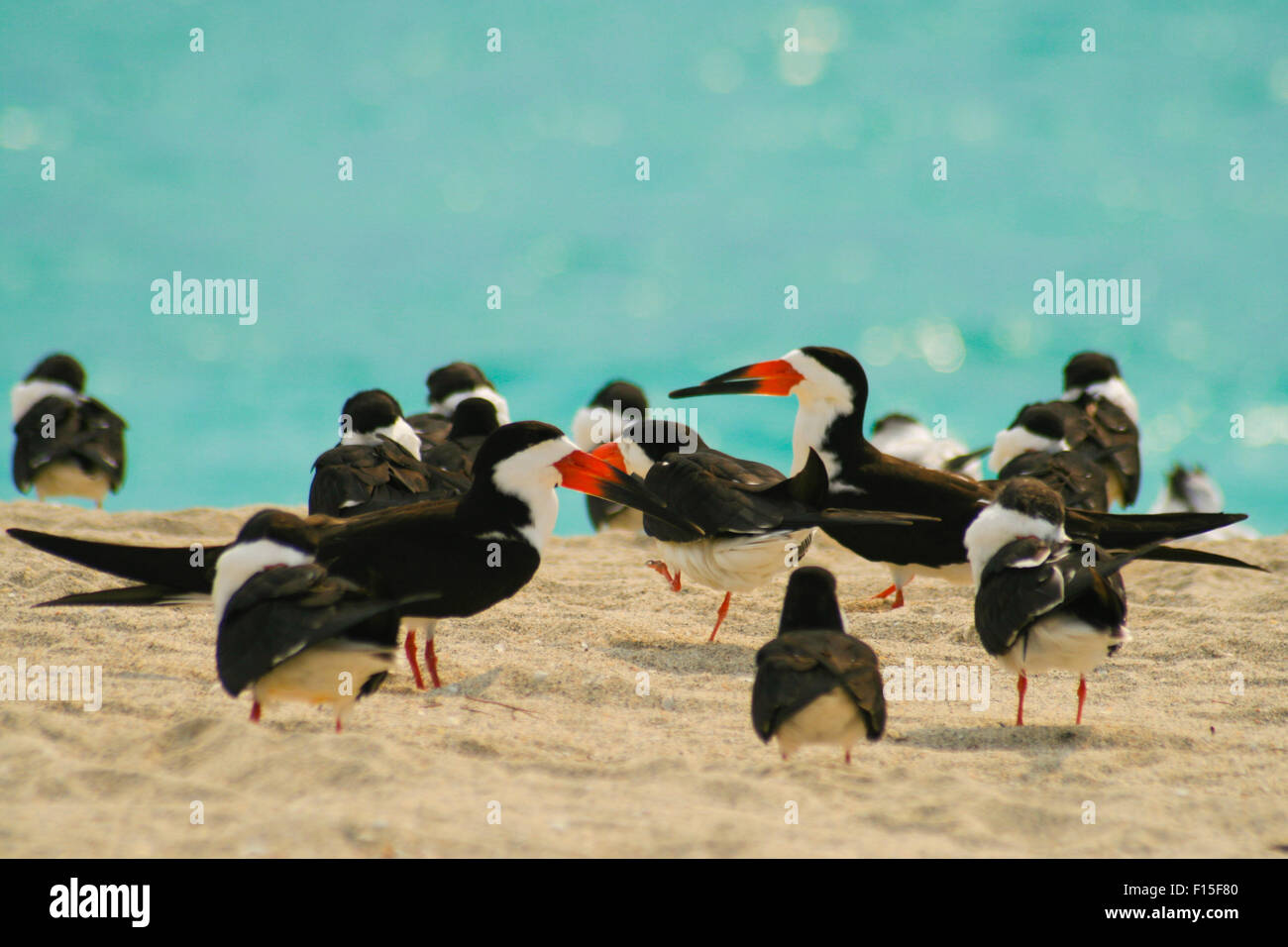 Flock of seagulls on the beach, Miami, Miami-Dade County, Florida, USA ...