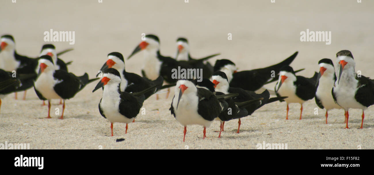 A bunch of different seagulls walking on sand in Miami, Florida Stock ...