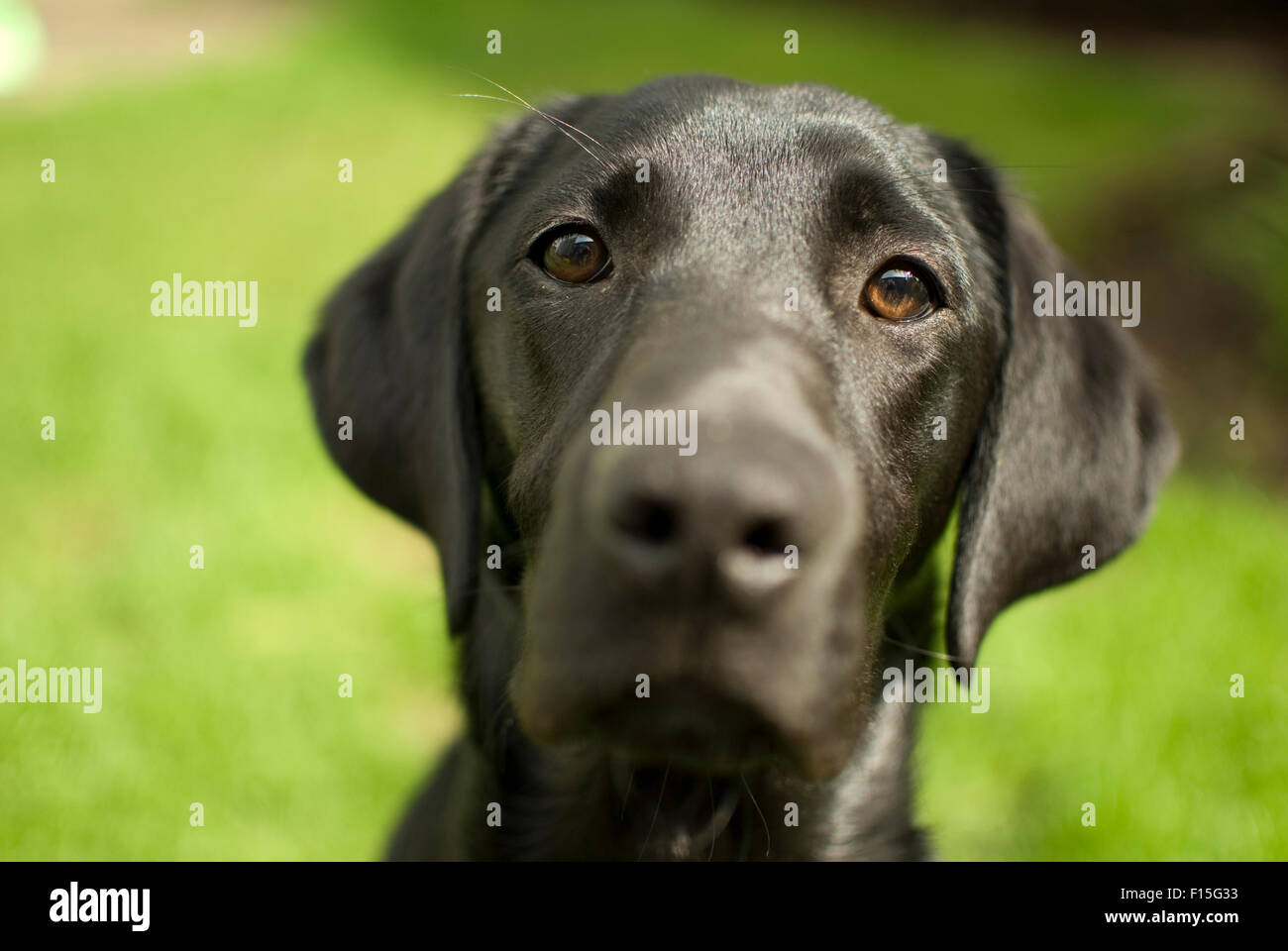 Black Labrador dog head shot, focus on eyes Stock Photo - Alamy