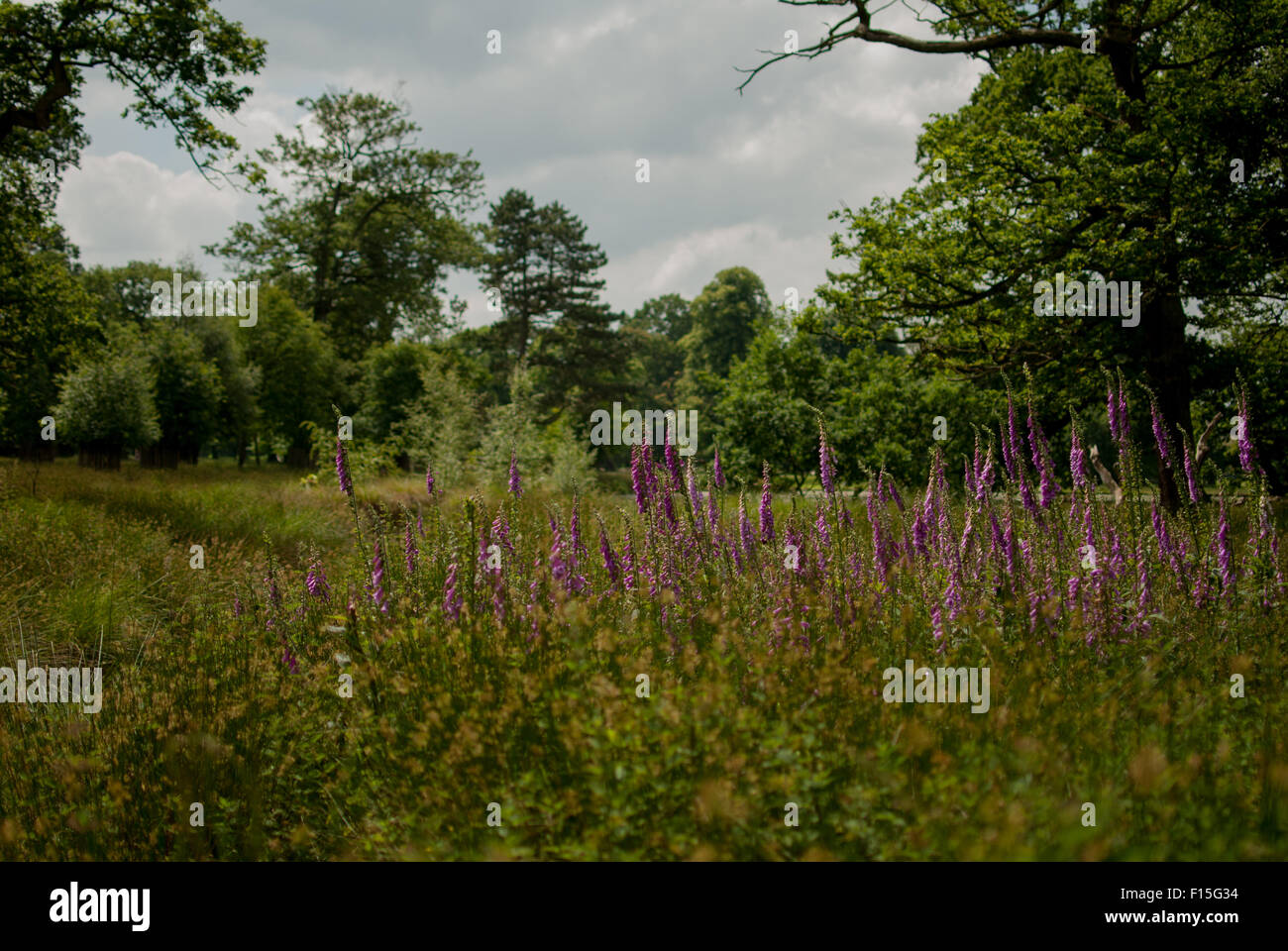 Woodland in the distance with purple flowers in the foreground Stock ...