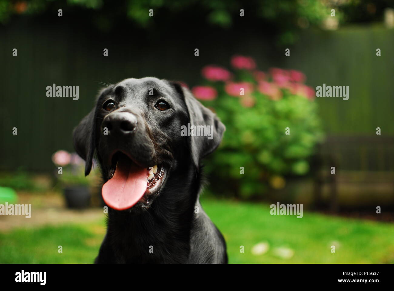 Black Labrador dog panting head shot, with garden behind Stock Photo ...