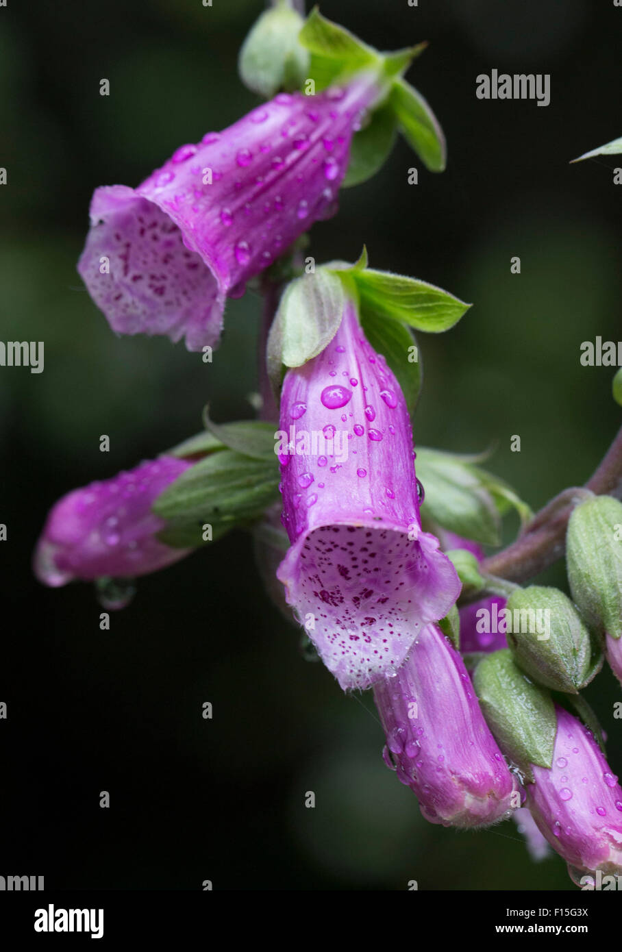 Wild foxglove hi-res stock photography and images - Alamy